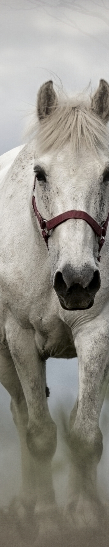 design-uden-navn-53 – Rich Stables