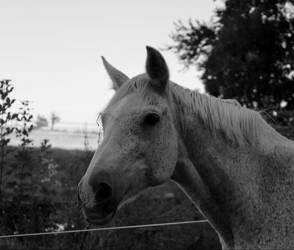 Stutteri – Rich Stables