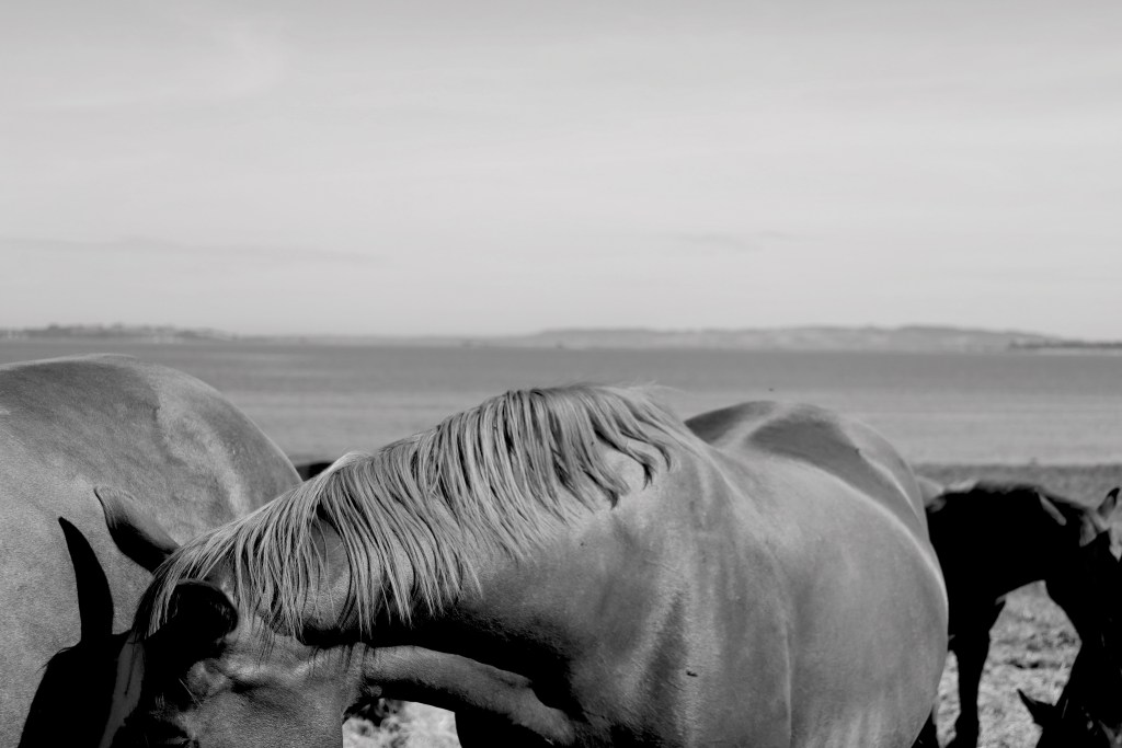 Stutteri – Rich Stables